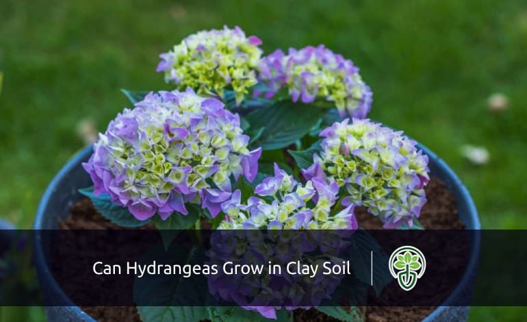 Can Hydrangeas Grow in Clay Soil?