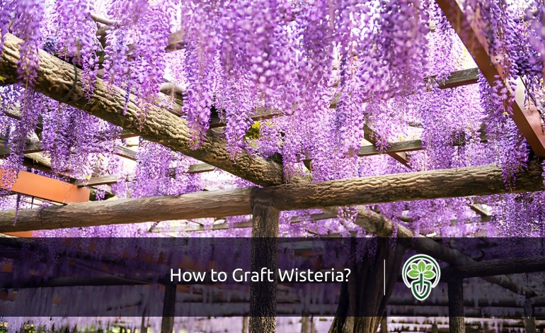 How to Grow Wisteria From a Cuttings? | Gardener Soul