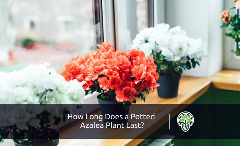 How Long Does a Potted Azalea Plant Last?