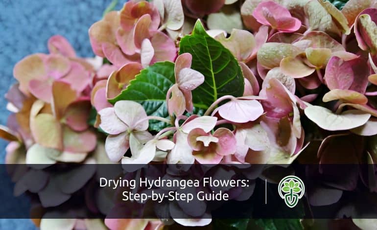 How to Dry Hydrangea Flowers: Step-by-Step Guide