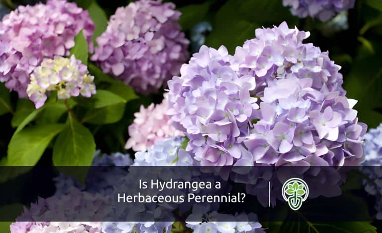 How Deep Do Hydrangea Roots Go? | Gardener Soul