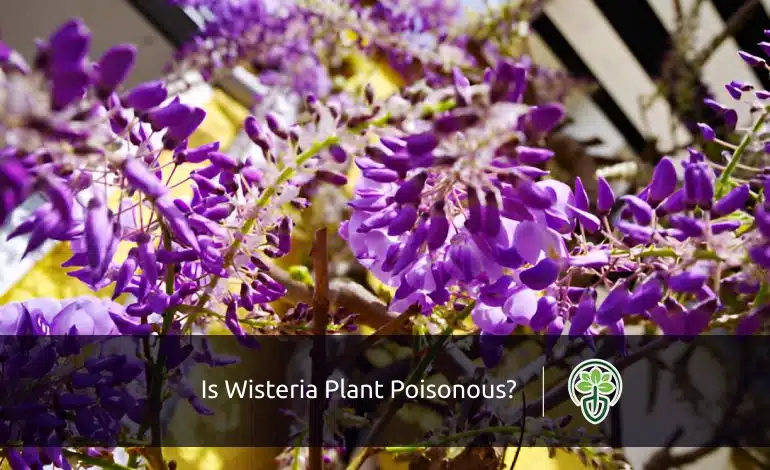 Is Wisteria Poisonous The Answer Might Surprise You Is Wisteria Poisonous The Answer Might Surprise You