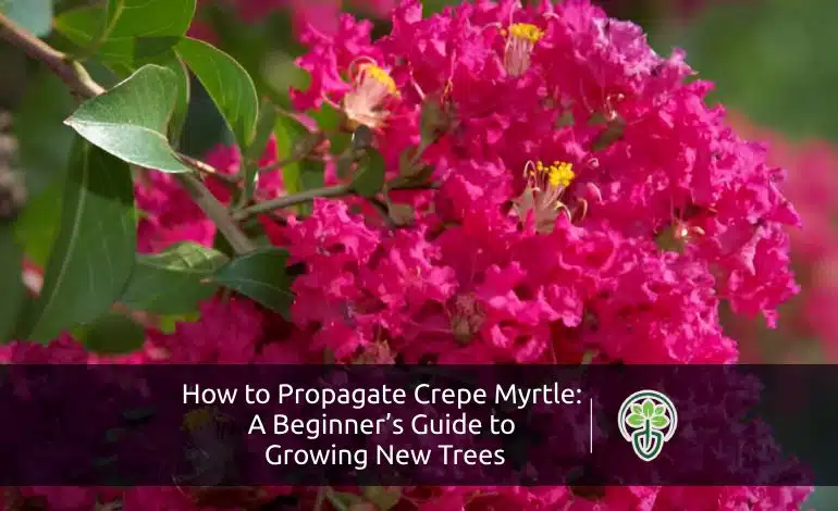 When Do Crepe Myrtles Bloom? Ultimate Guide to Seasonal Flowering