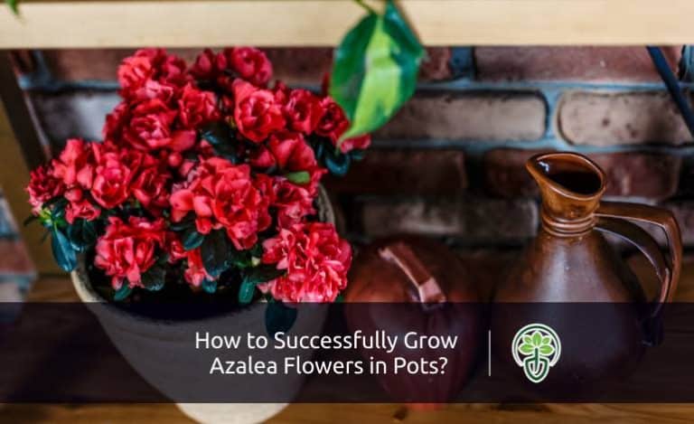 How to Root Azalea Cuttings: Step-by-Step Guide for Beginners