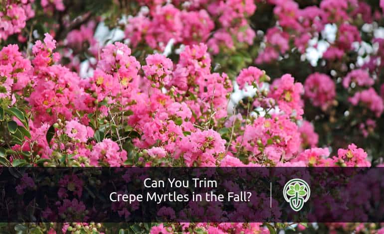Can You Trim Crepe Myrtles in the Fall?