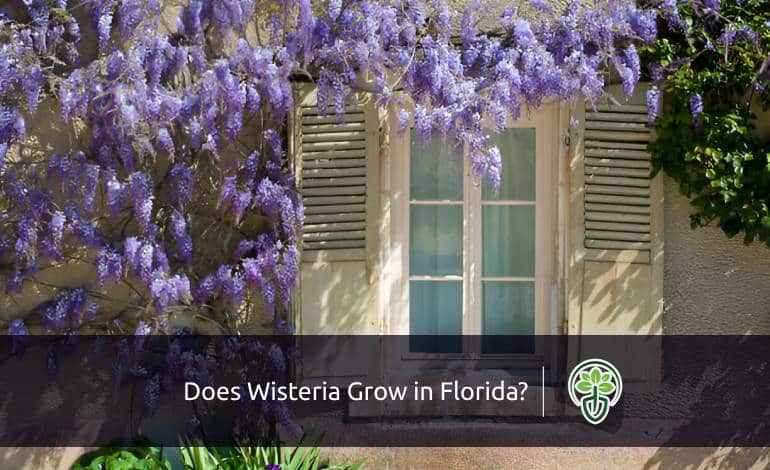 What is the Best Insecticide for Crepe Myrtle Bark Scale?